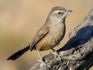 Canastero chileno - eBird