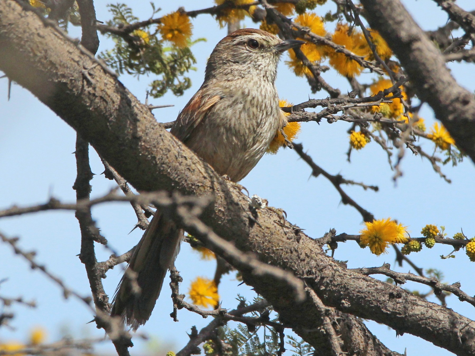 Synallaxe à queue noire - eBird