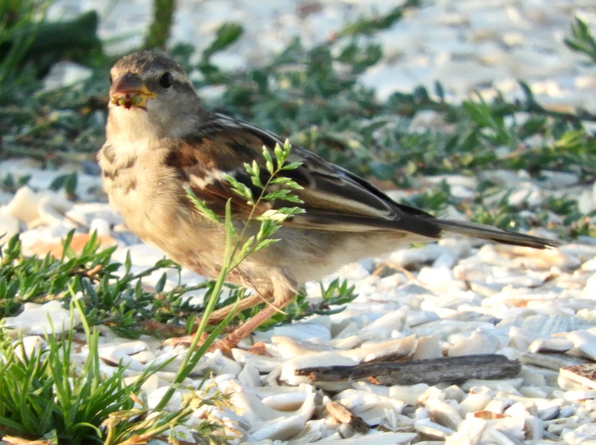 eBird Checklist - 6 Sep 2018 - Snug Harbor Marina - 2 species