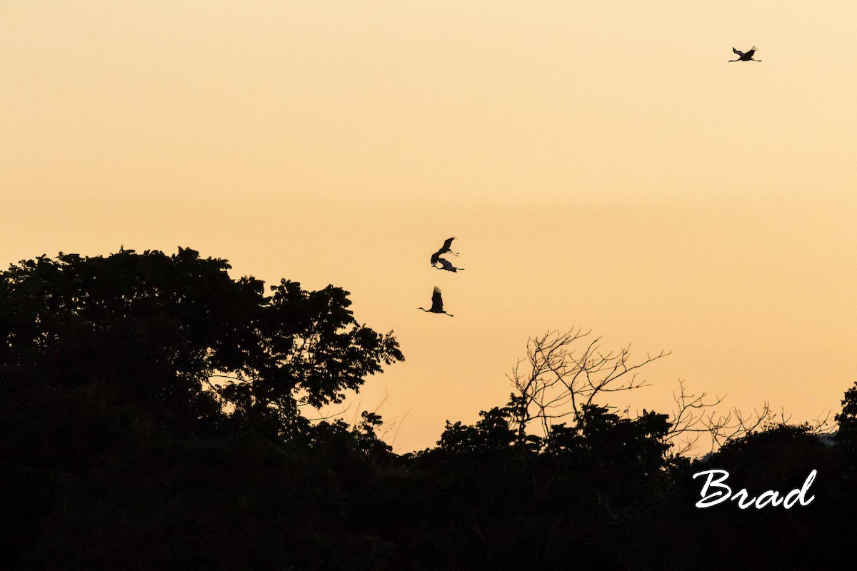 eBird Checklist - 21 Jul 2018 - Bromfield Swamp - 8 species