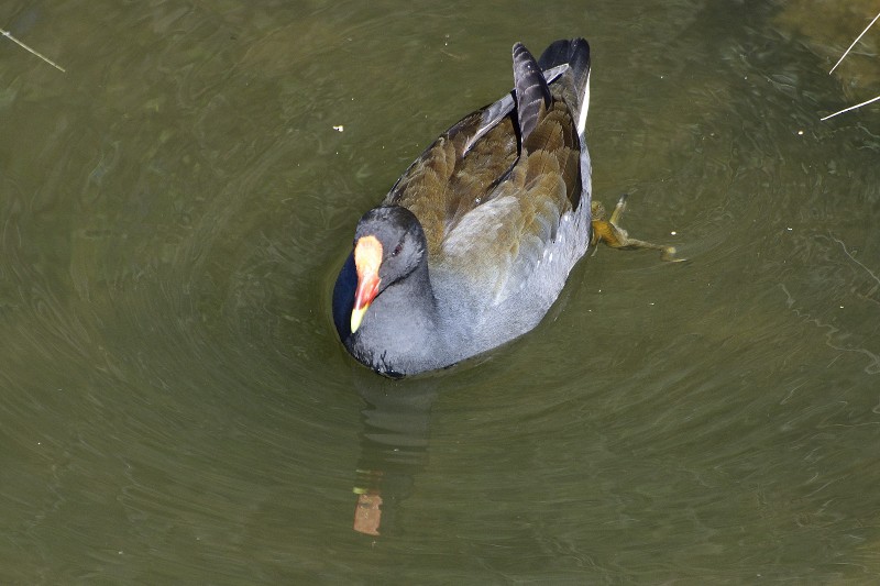 eBird Checklist - 10 Sep 2018 - Nepean River Cycleway, Camden - 41 species