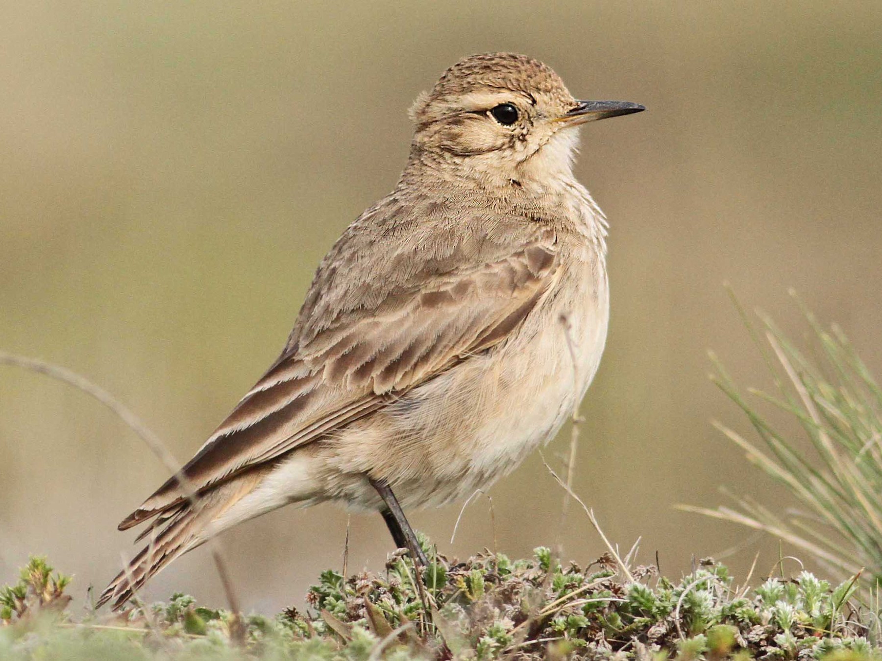 Short-billed Miner - eBird