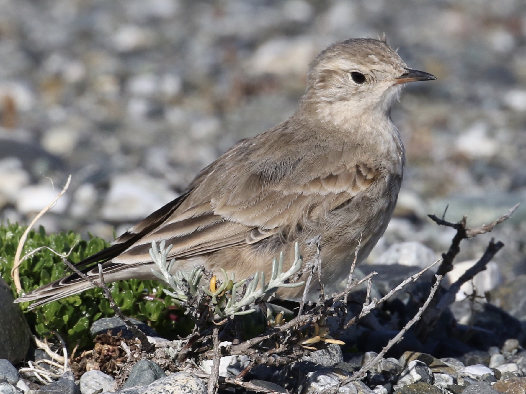Short-billed Miner - eBird