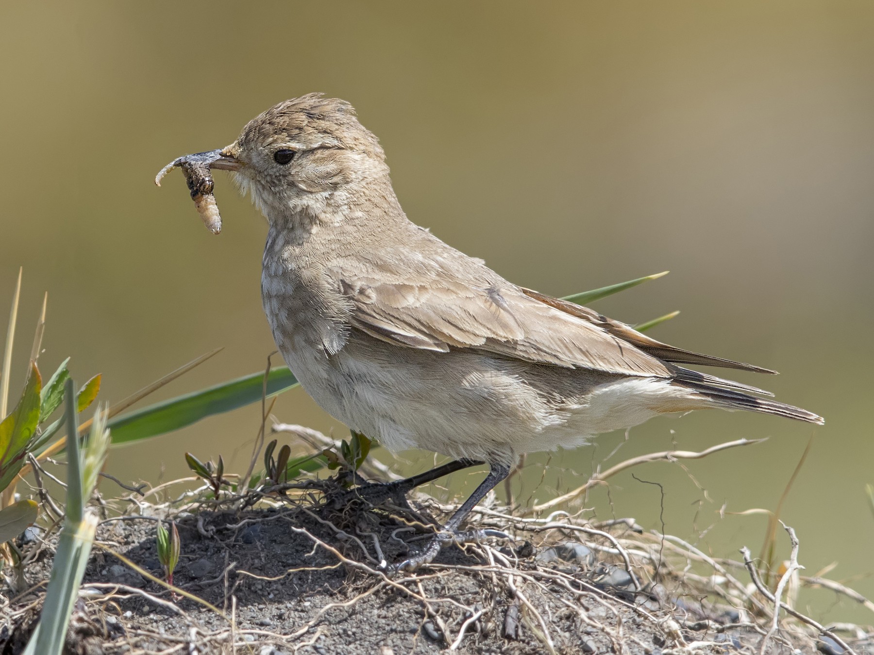 Short-billed Miner - eBird
