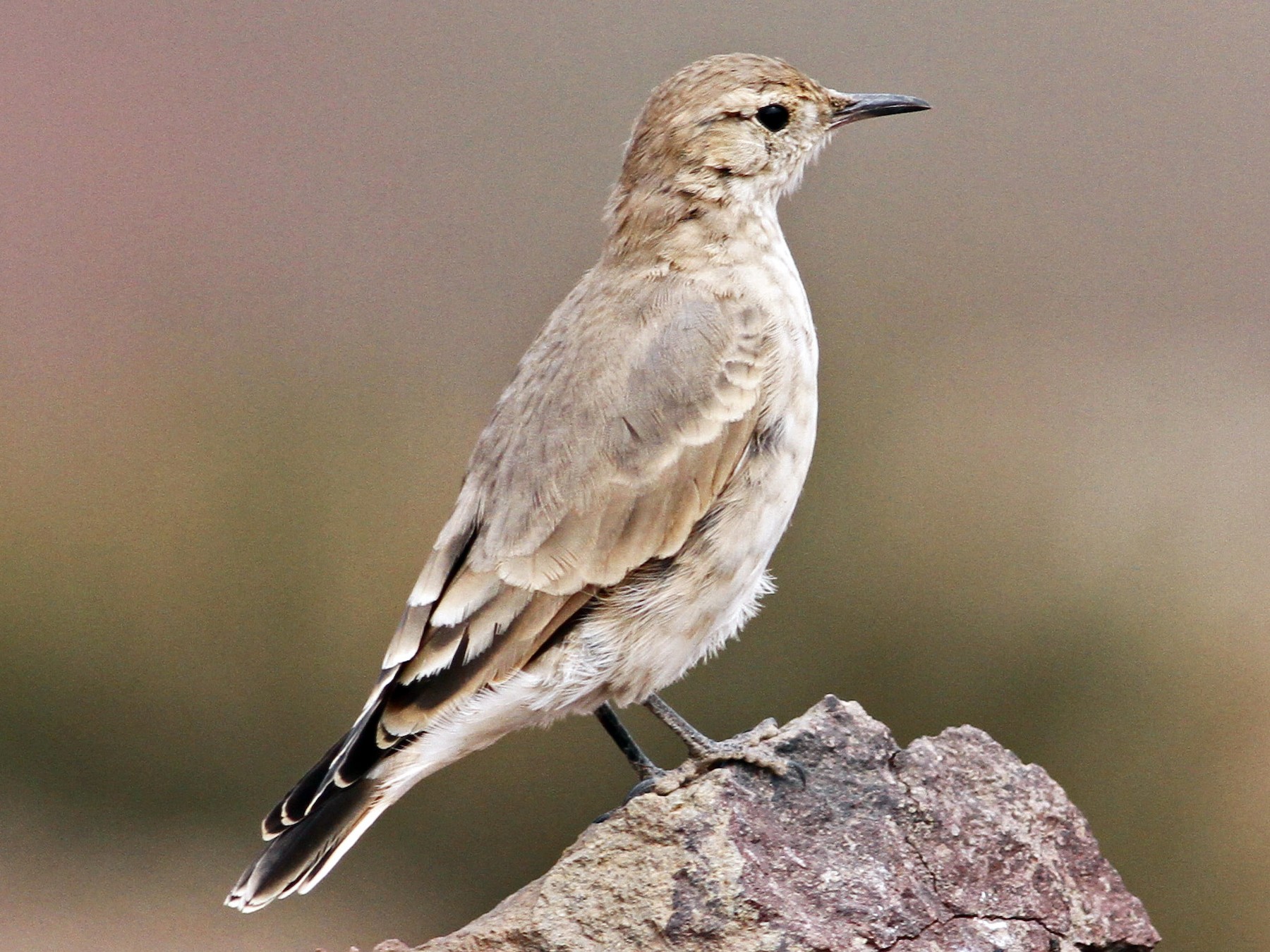 Creamy-rumped Miner - eBird