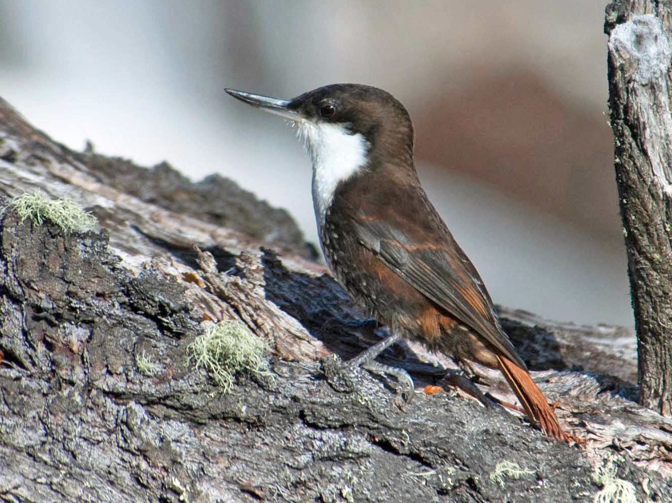 White-throated Treerunner - eBird