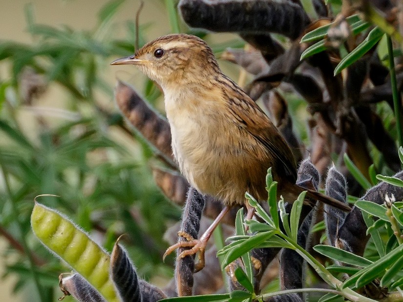 Wren-like Rushbird - eBird