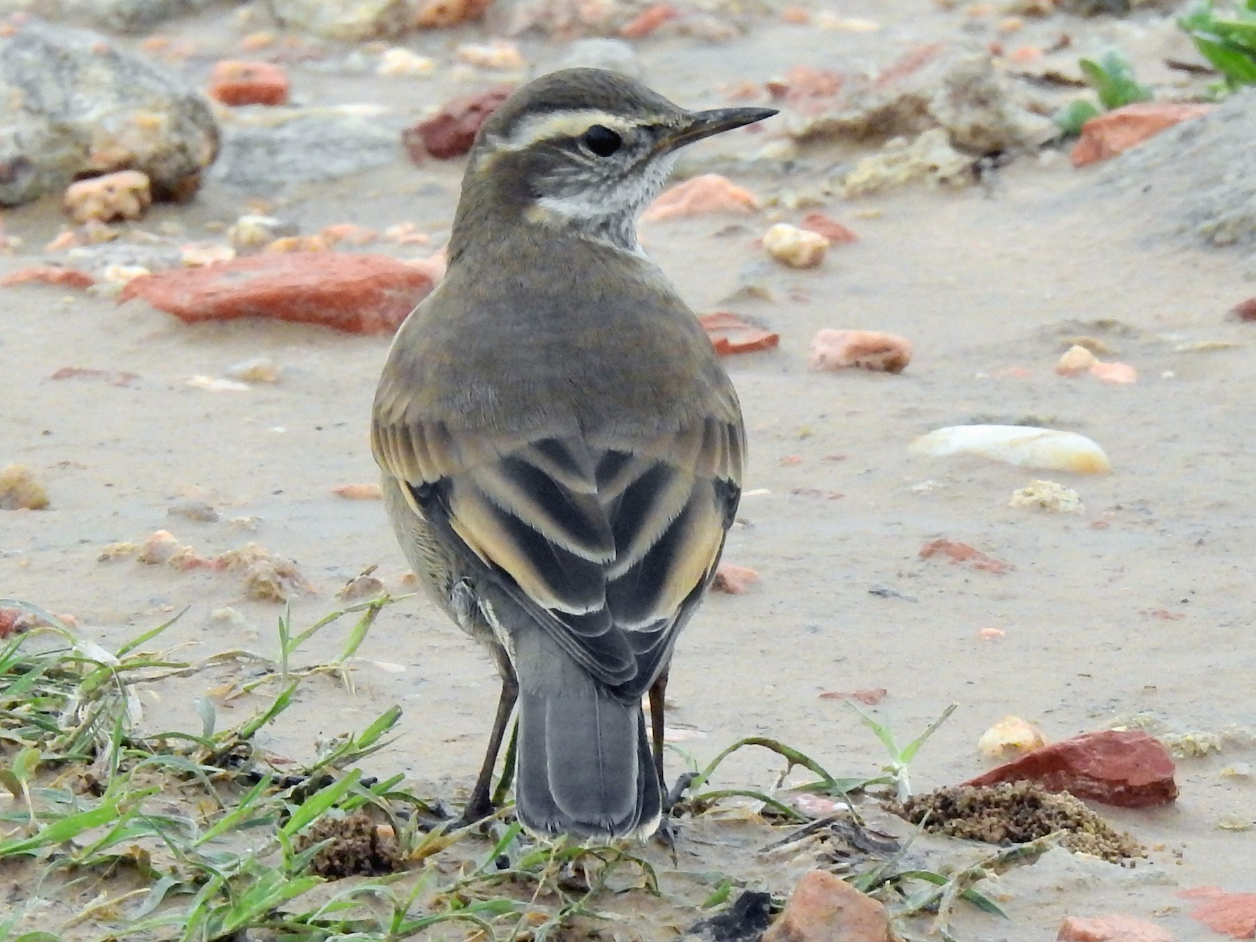 Buff-winged Cinclodes - eBird
