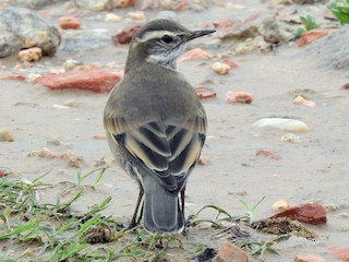 Buff-winged Cinclodes - eBird