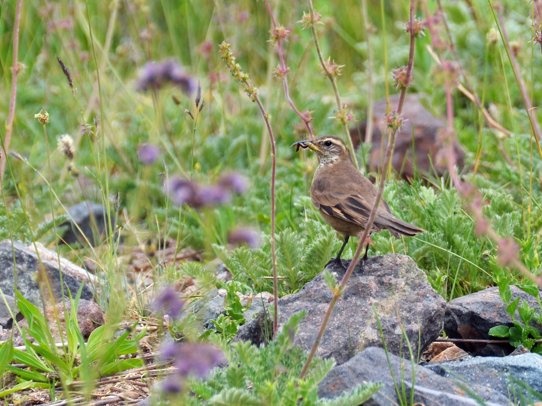 Buff-winged Cinclodes - eBird