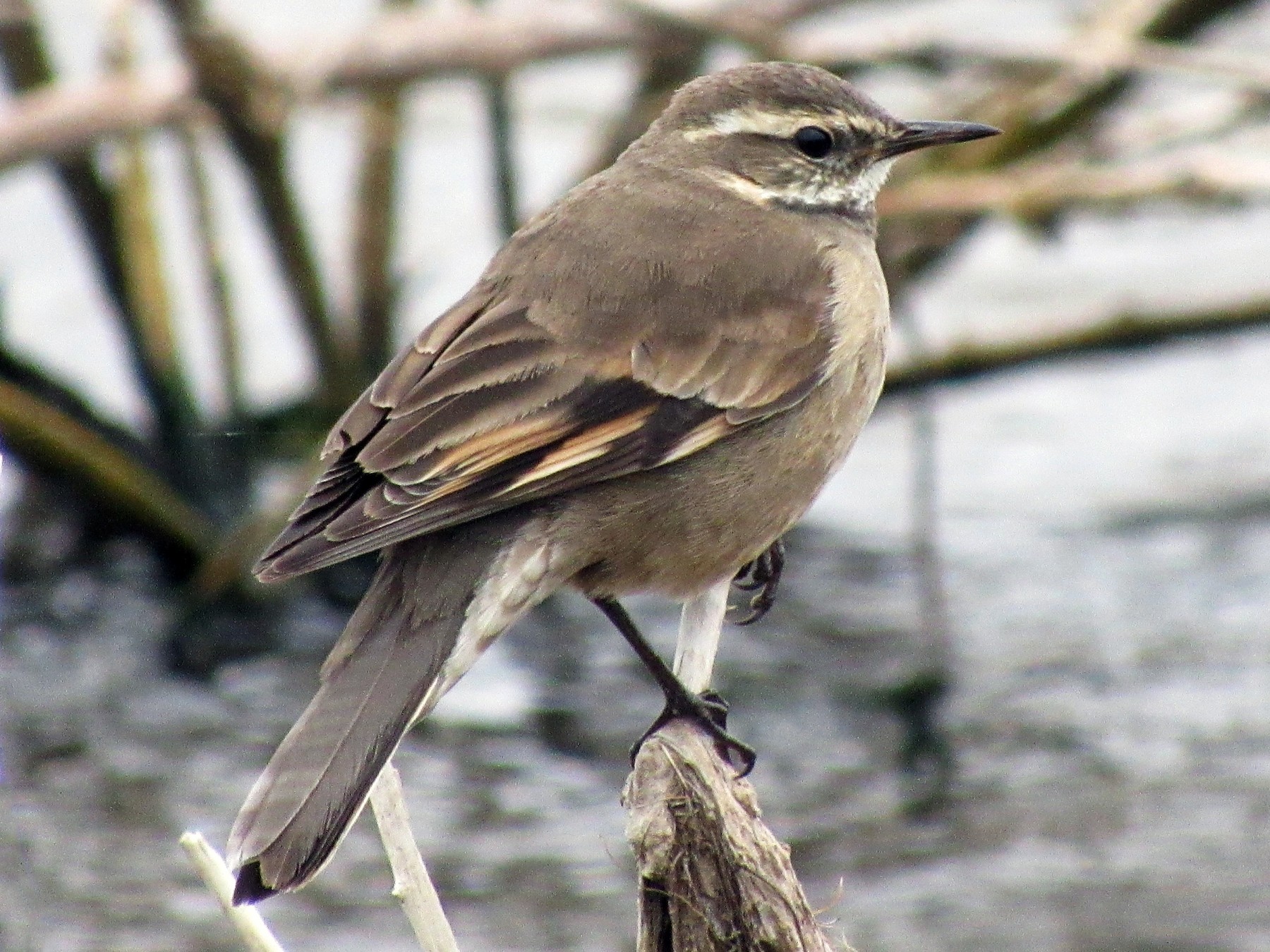 Buff-winged Cinclodes - eBird