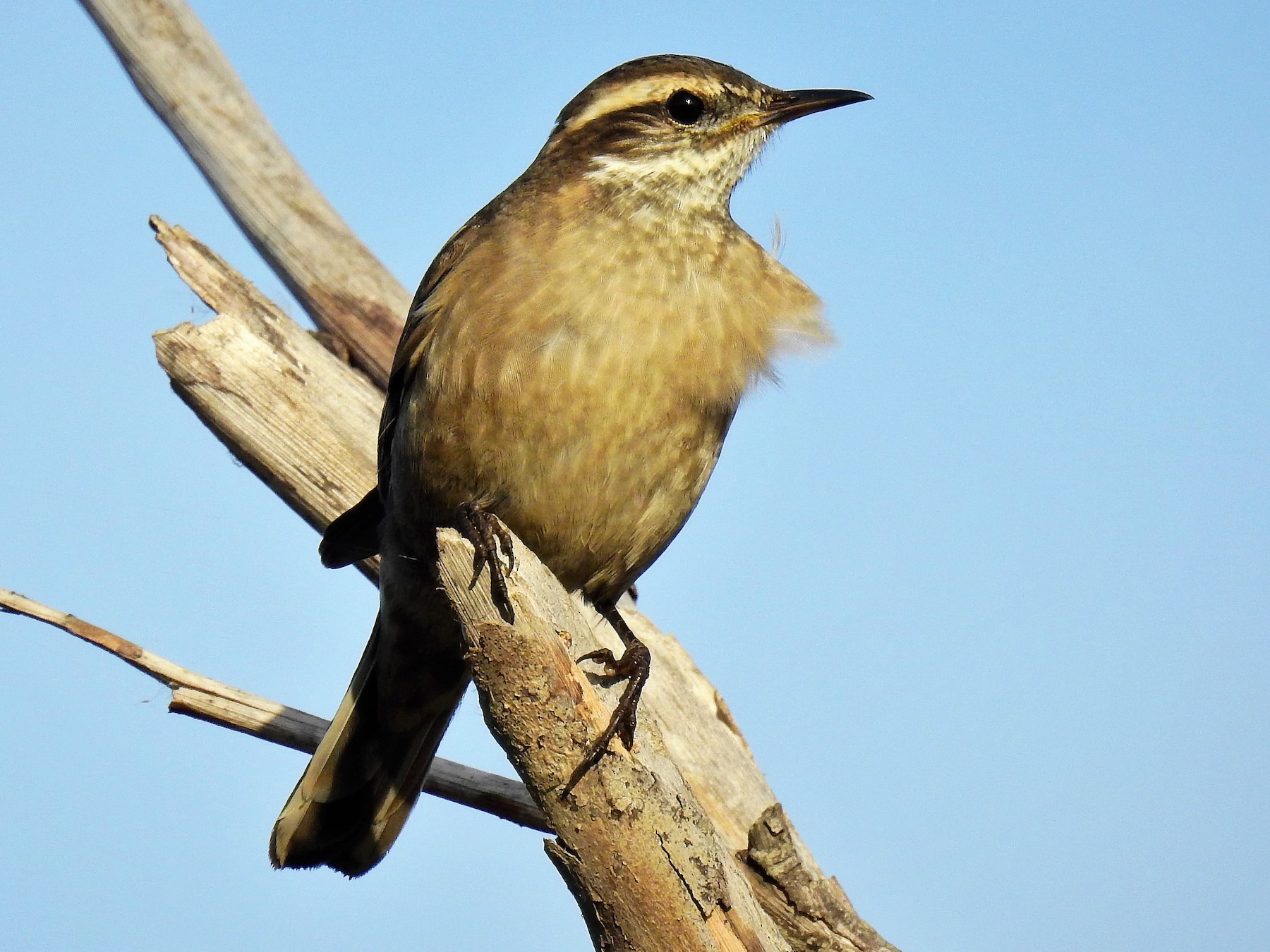 Buff-winged Cinclodes - eBird