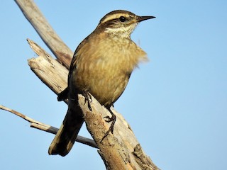 Buff-winged Cinclodes - eBird