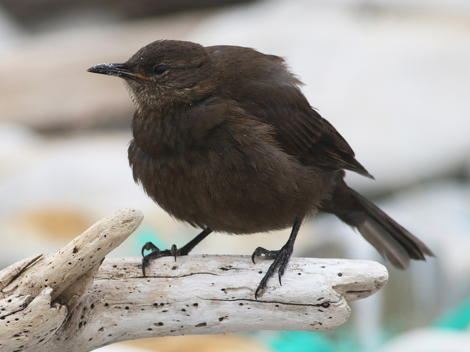 Blackish Cinclodes - eBird