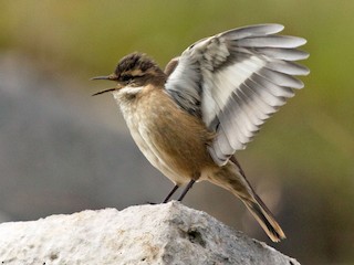 Cream-winged Cinclodes - eBird