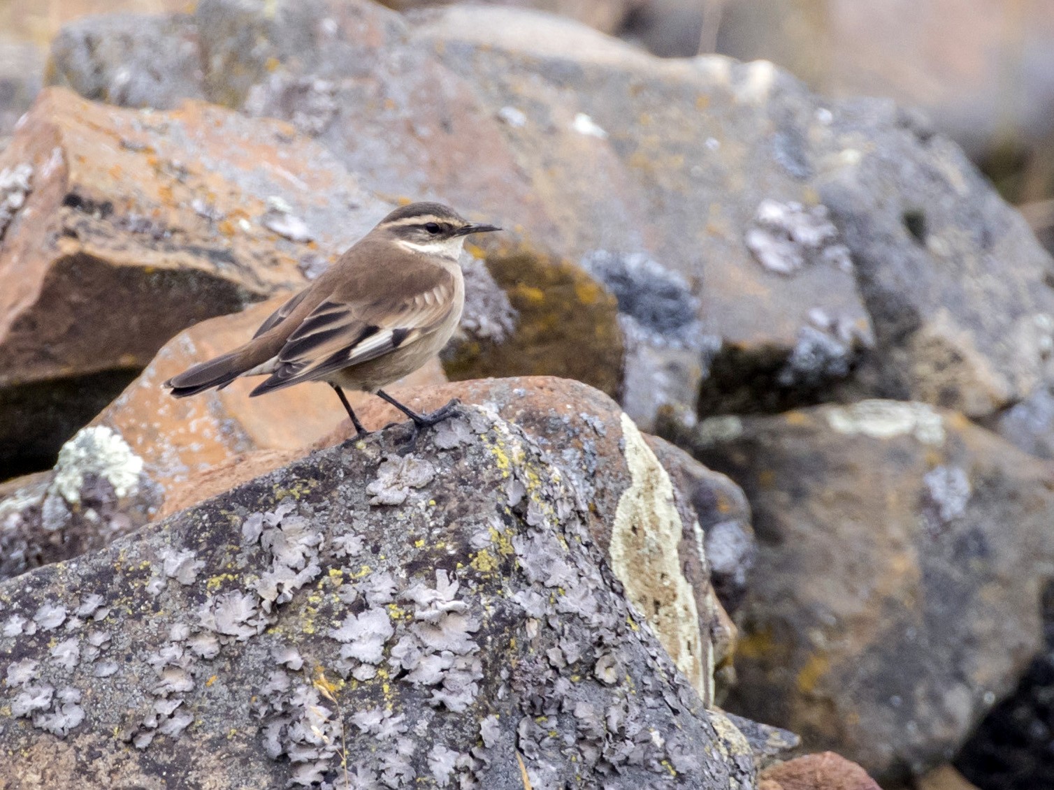 Churrete de alas cremas - eBird