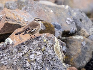 Cream-winged Cinclodes - eBird