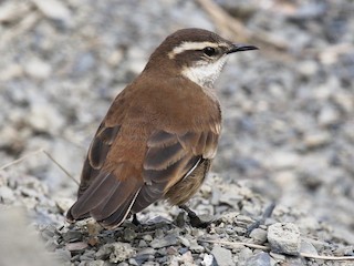 Cream-winged Cinclodes - eBird