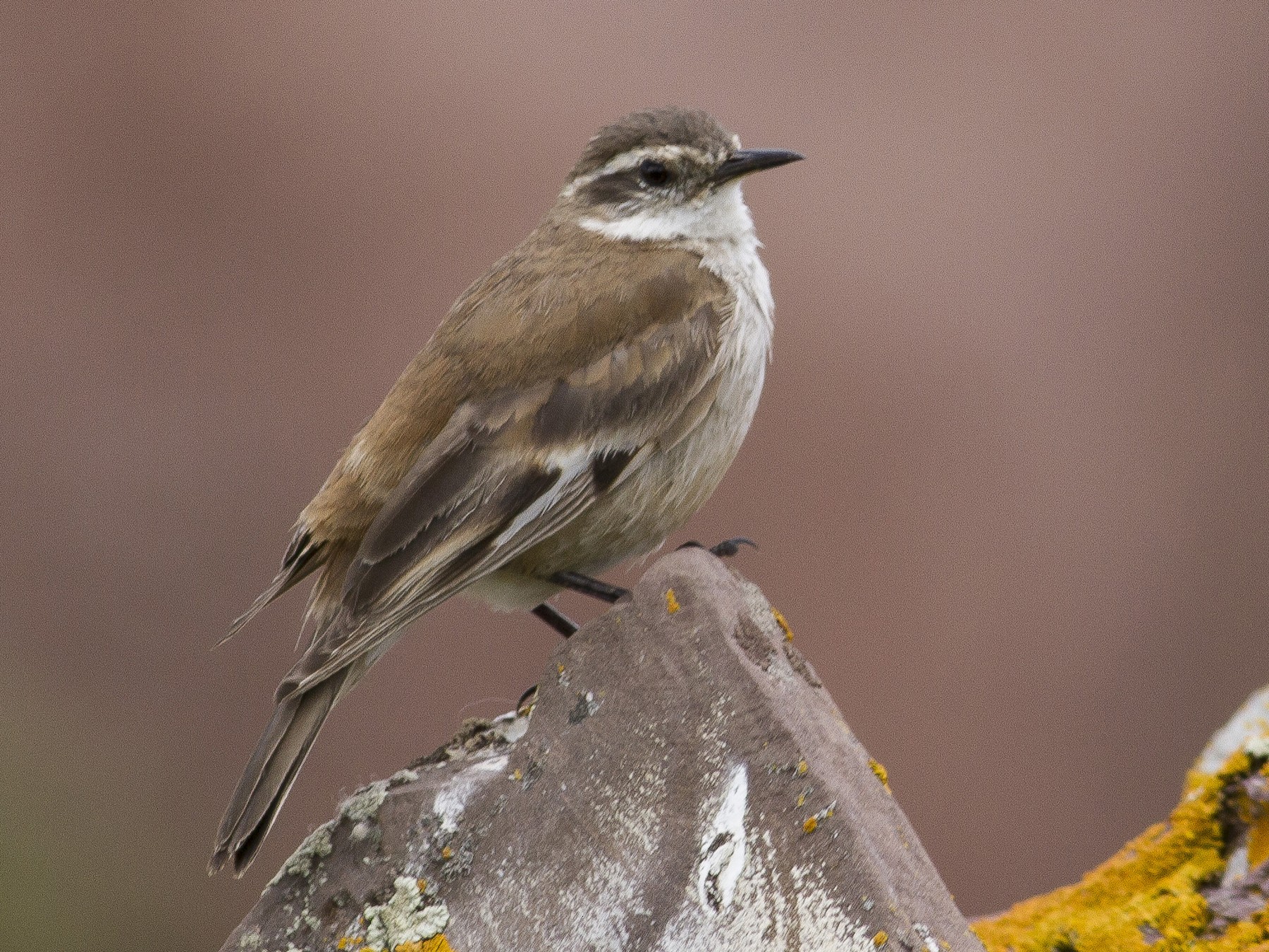 Churrete de alas cremas - eBird