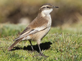 Cream-winged Cinclodes - eBird