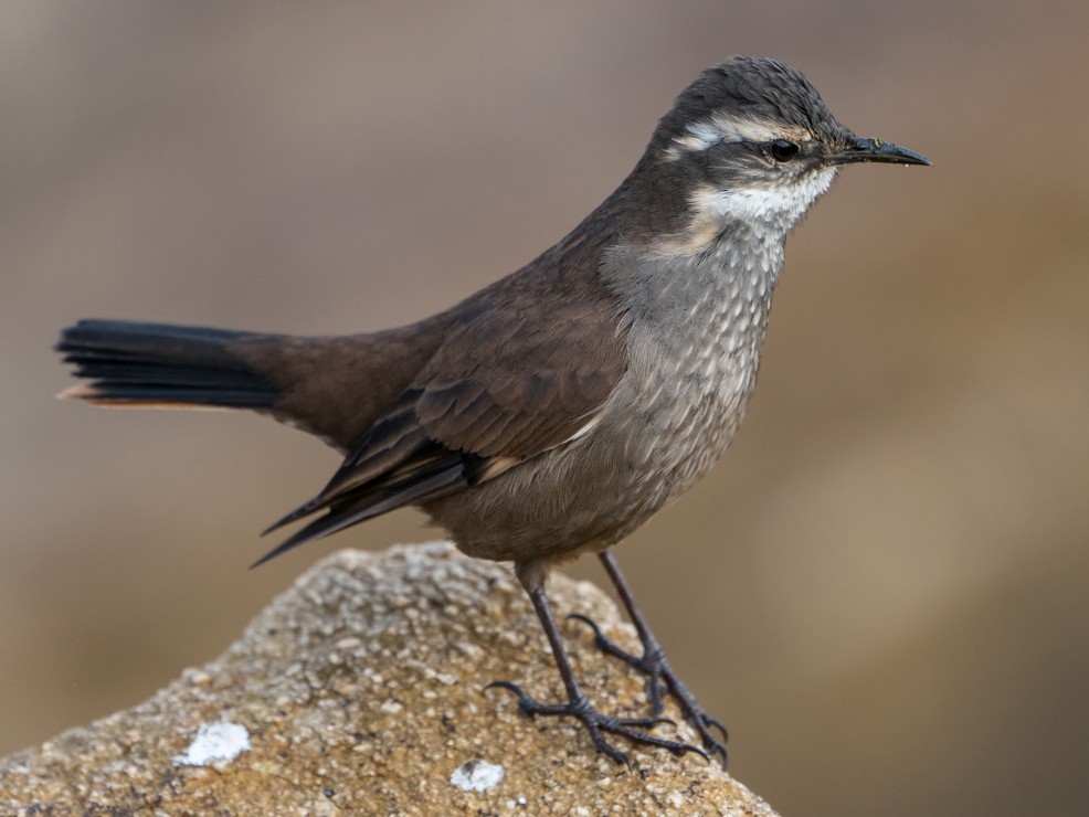 Grey-flanked Cinclodes - eBird
