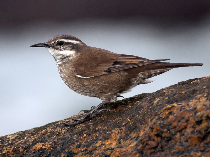 Grey-flanked Cinclodes - eBird