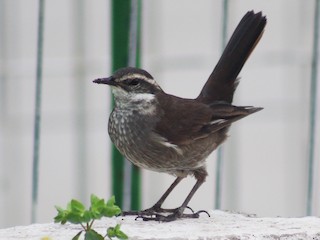 Gray-flanked Cinclodes - eBird