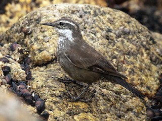 Gray-flanked Cinclodes - eBird