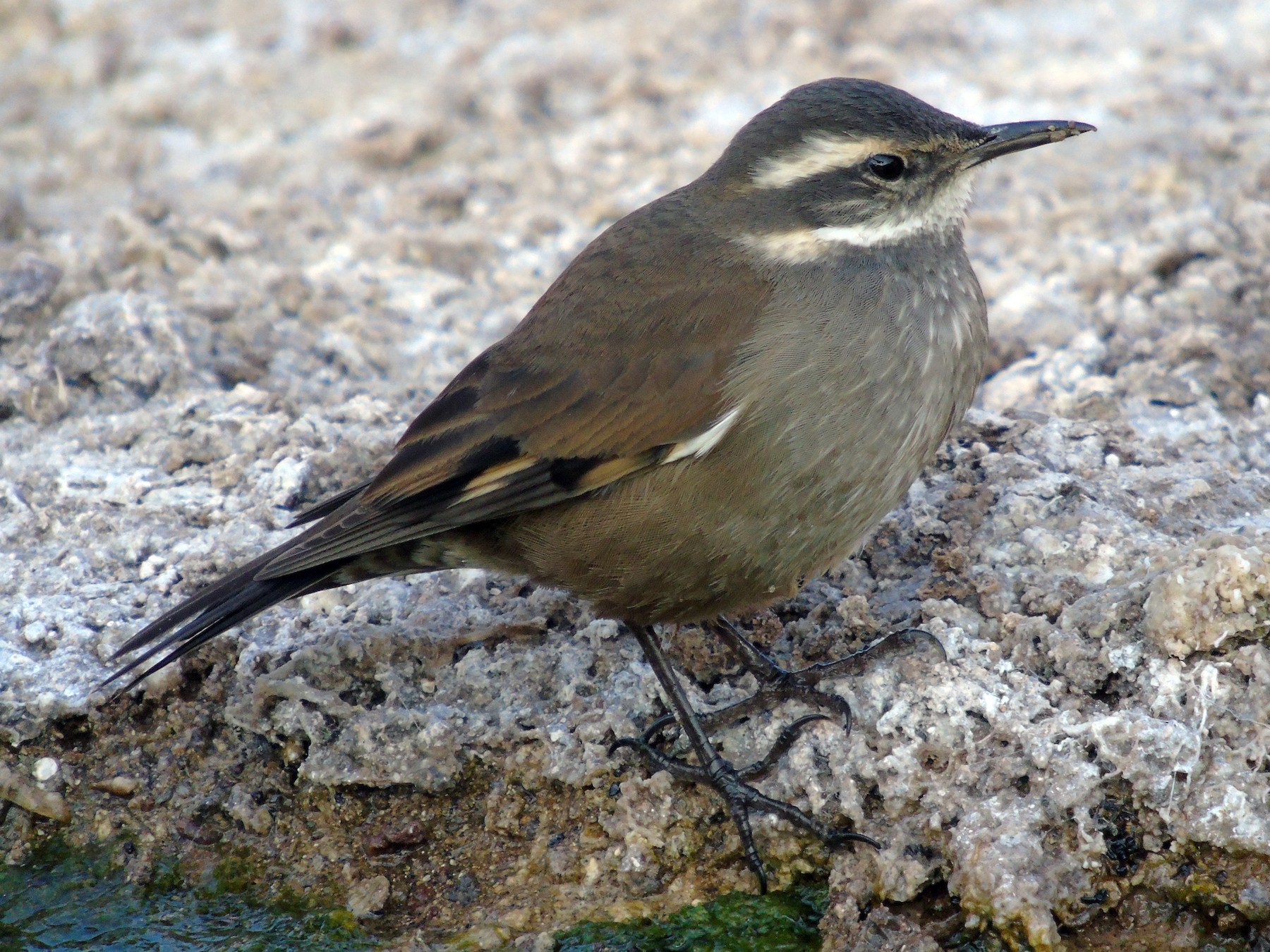 Grey-flanked Cinclodes - eBird
