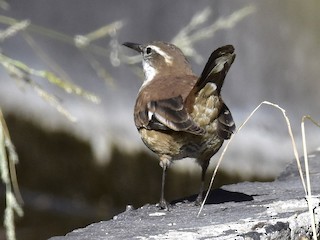 White-winged Cinclodes - eBird