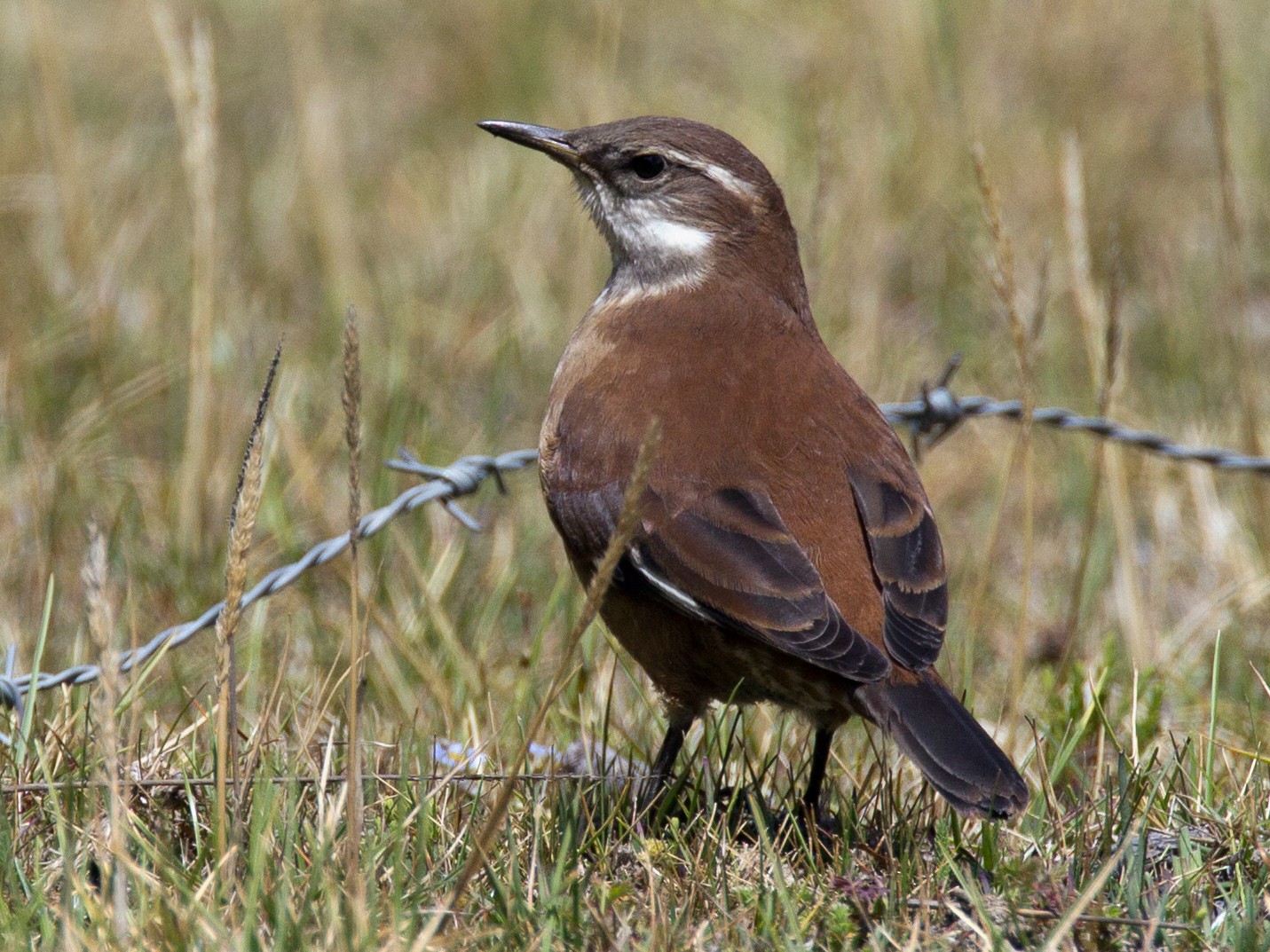 White-winged Cinclodes - eBird