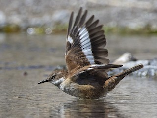 White-winged Cinclodes - eBird