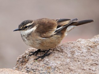 White-winged Cinclodes - eBird