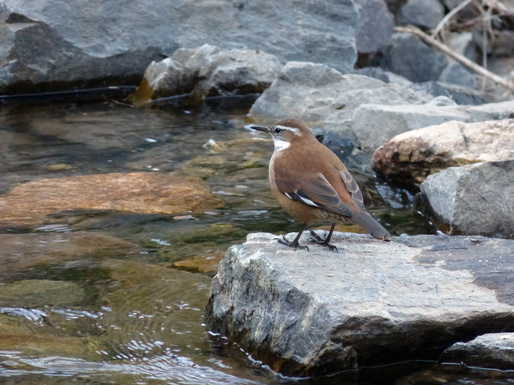 White-winged Cinclodes - eBird