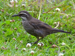 Dark-bellied Cinclodes - eBird