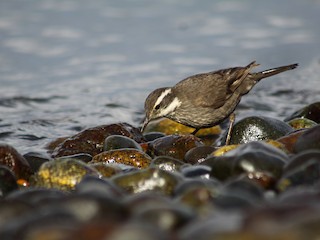 Dark-bellied Cinclodes - eBird