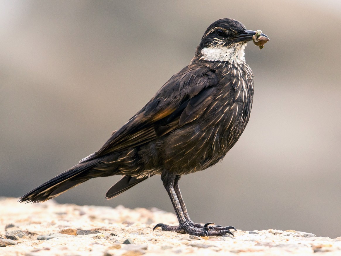Churrete costero - eBird