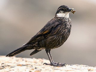 Seaside Cinclodes - eBird