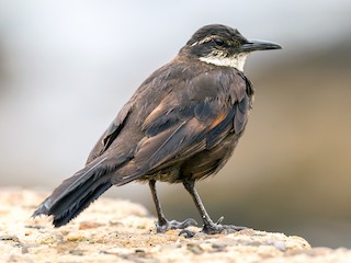 Seaside Cinclodes - eBird