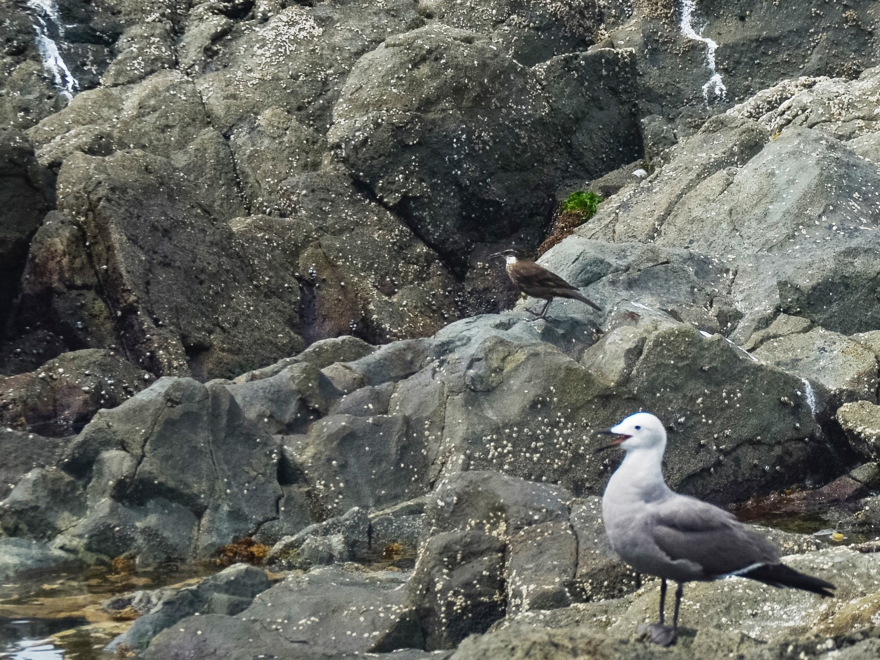 Churrete costero - eBird