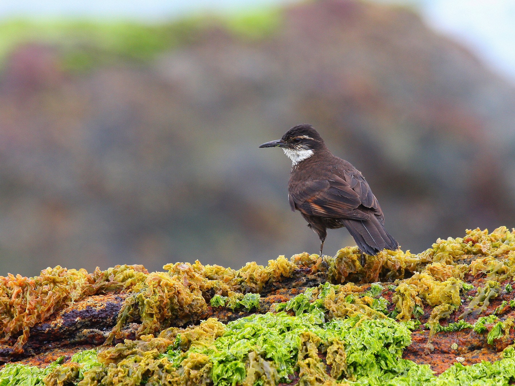 Churrete costero - eBird