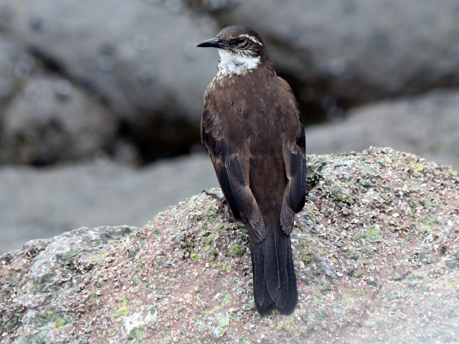 Churrete costero - eBird