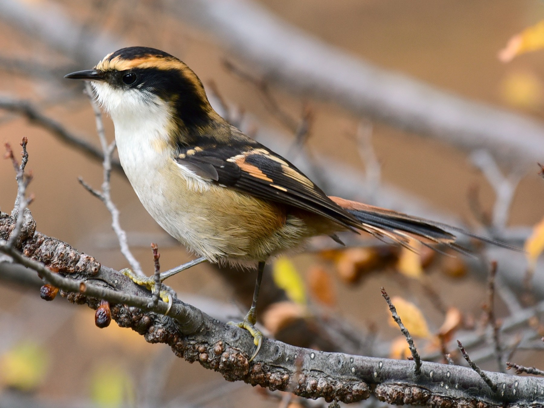 Thorn-tailed Rayadito - eBird