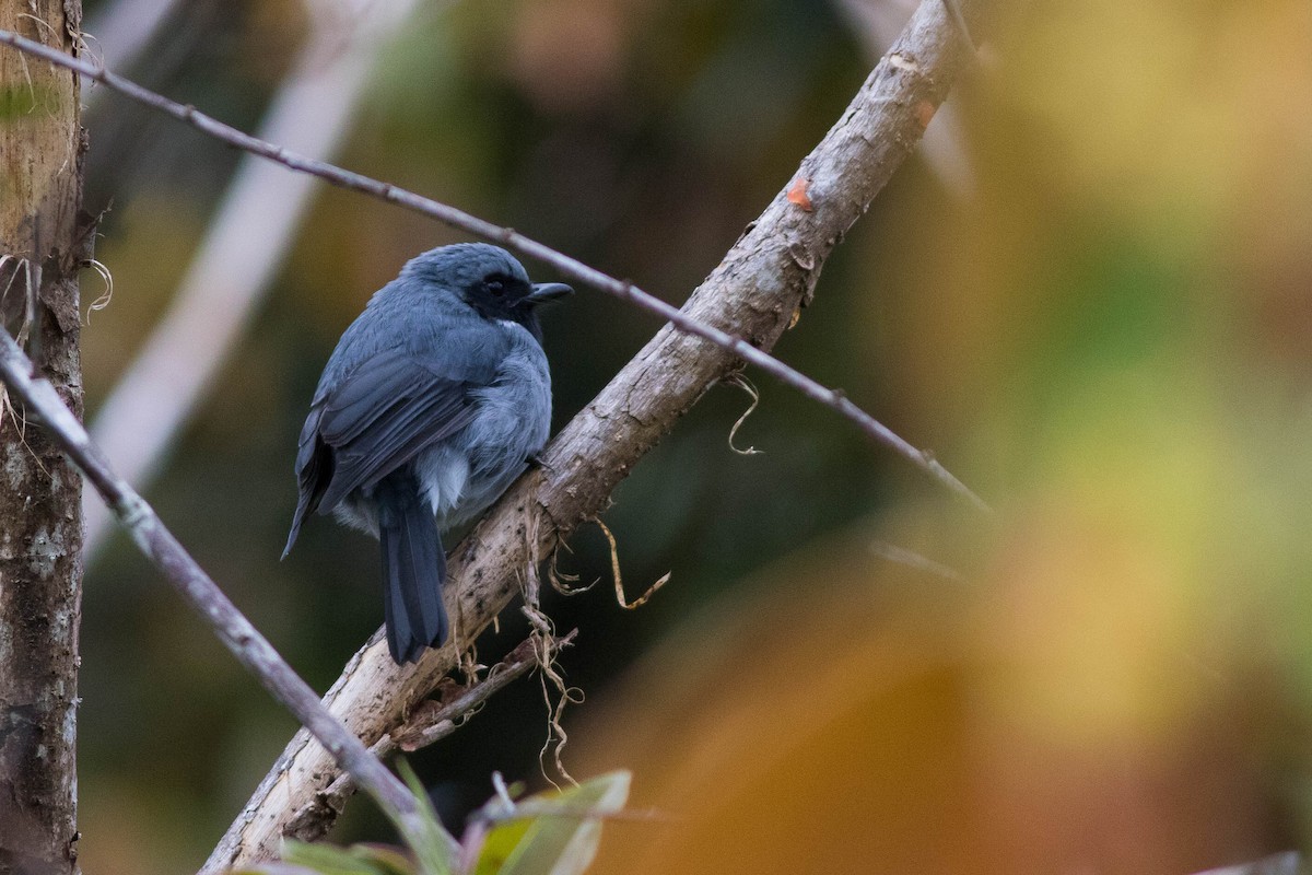 Black-throated Robin - Plesiodryas albonotata - Birds of the World