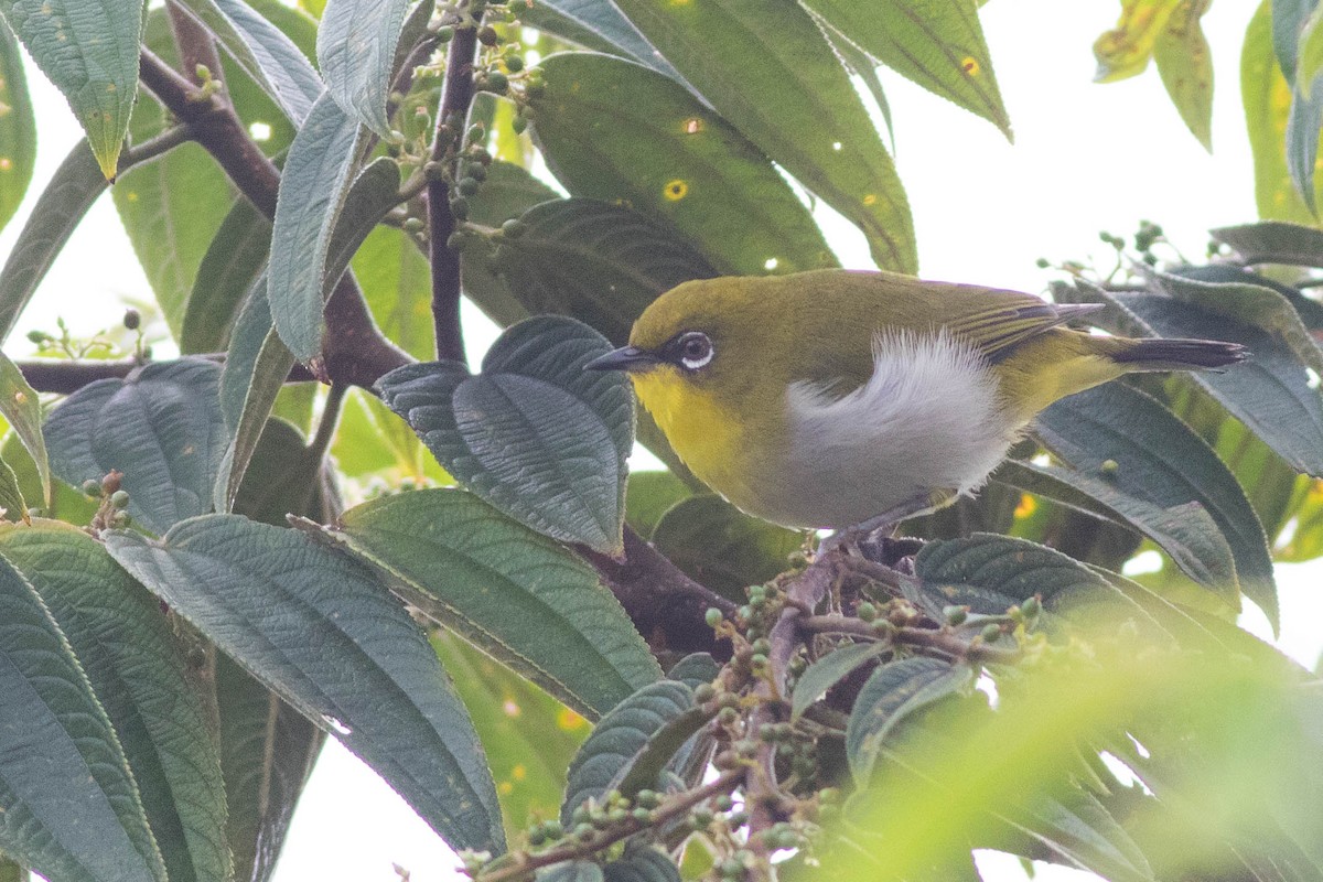 New Guinea White-eye - Zosterops novaeguineae - Birds of the World