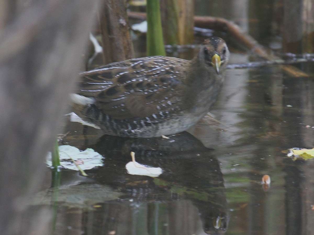 eBird Checklist - 10 Sep 2018 - Danehy Park, Cambridge - 14 species