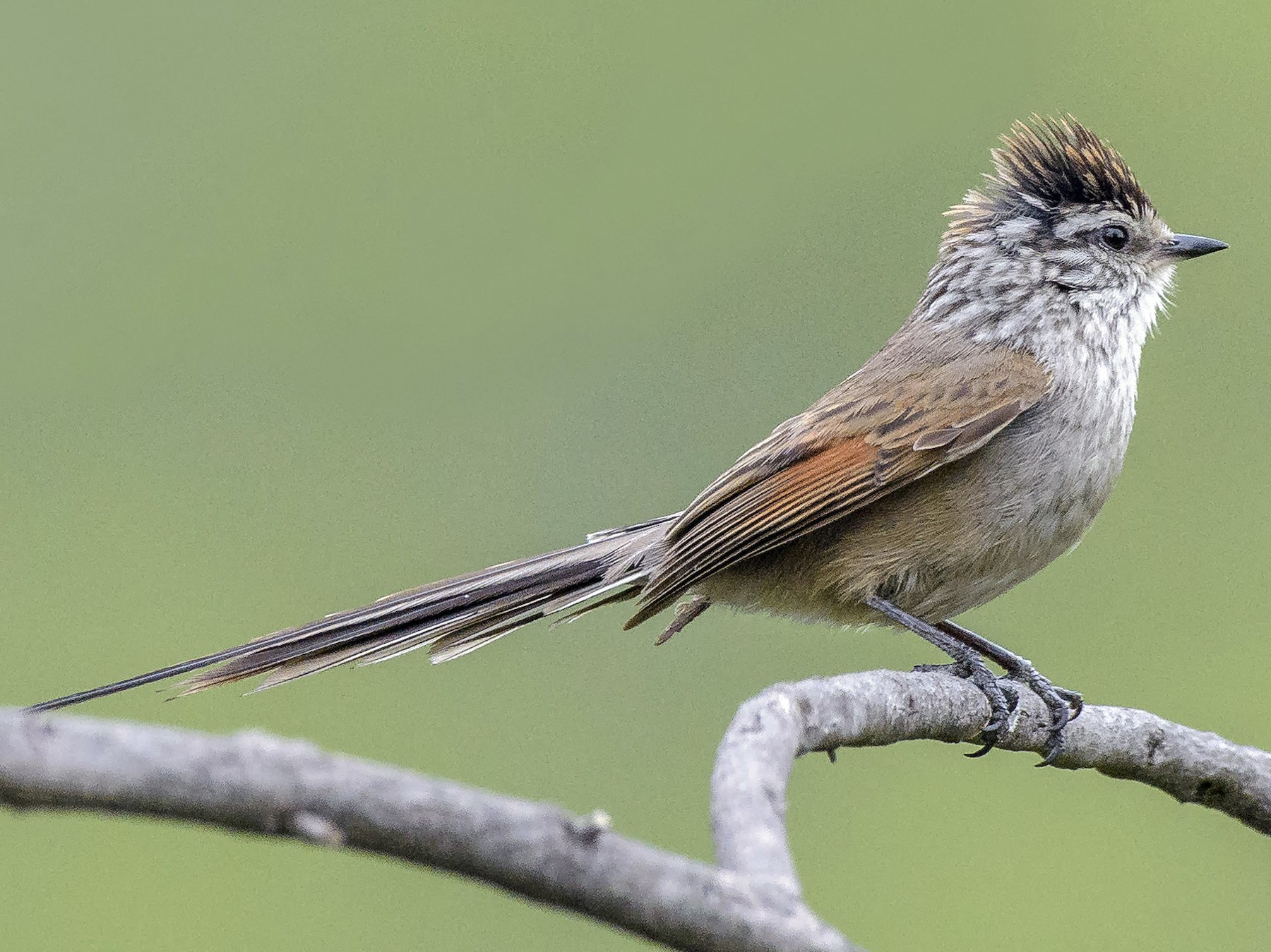 Plain-mantled Tit-Spinetail - eBird