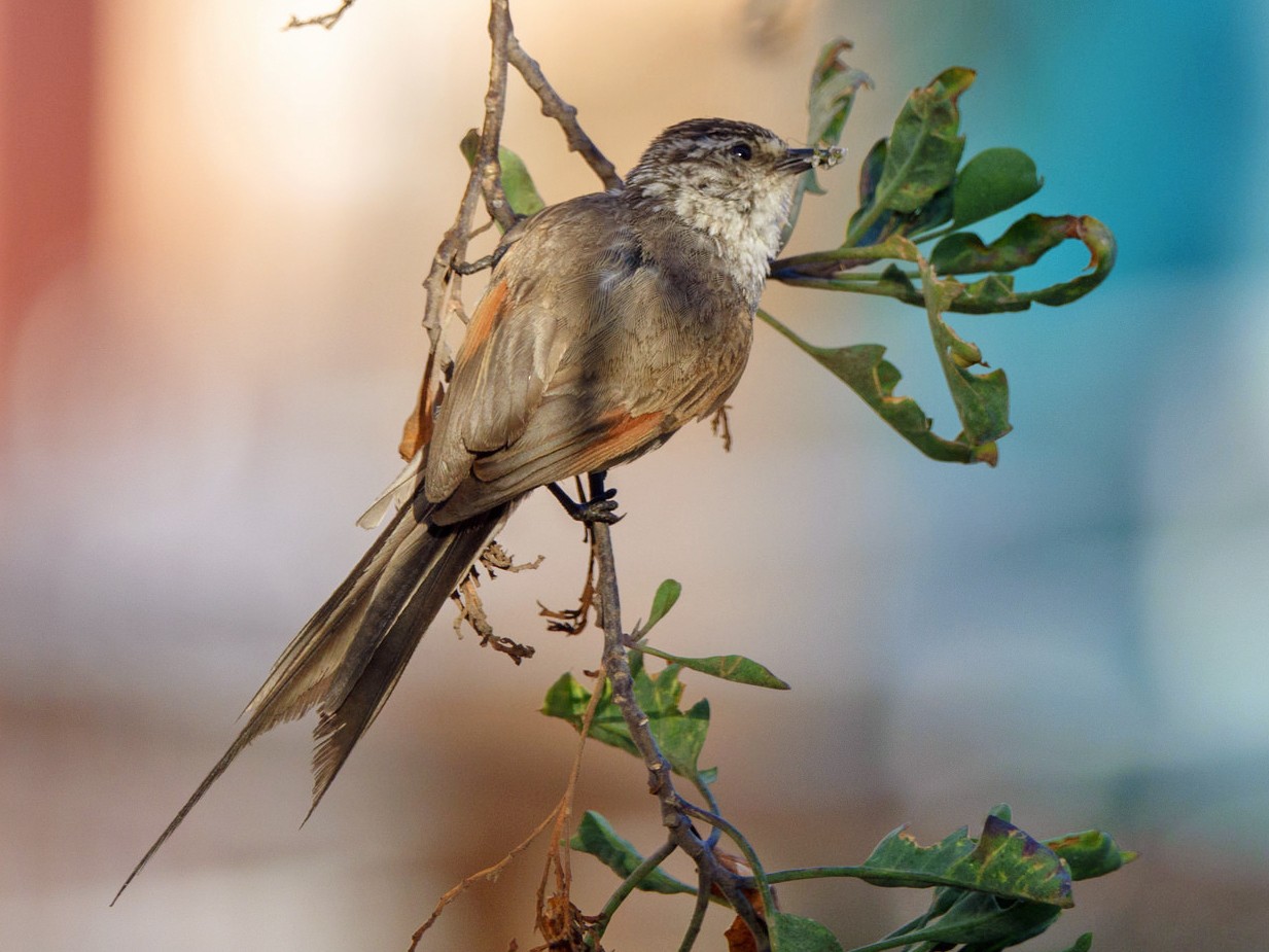 Plain-mantled Tit-Spinetail - eBird