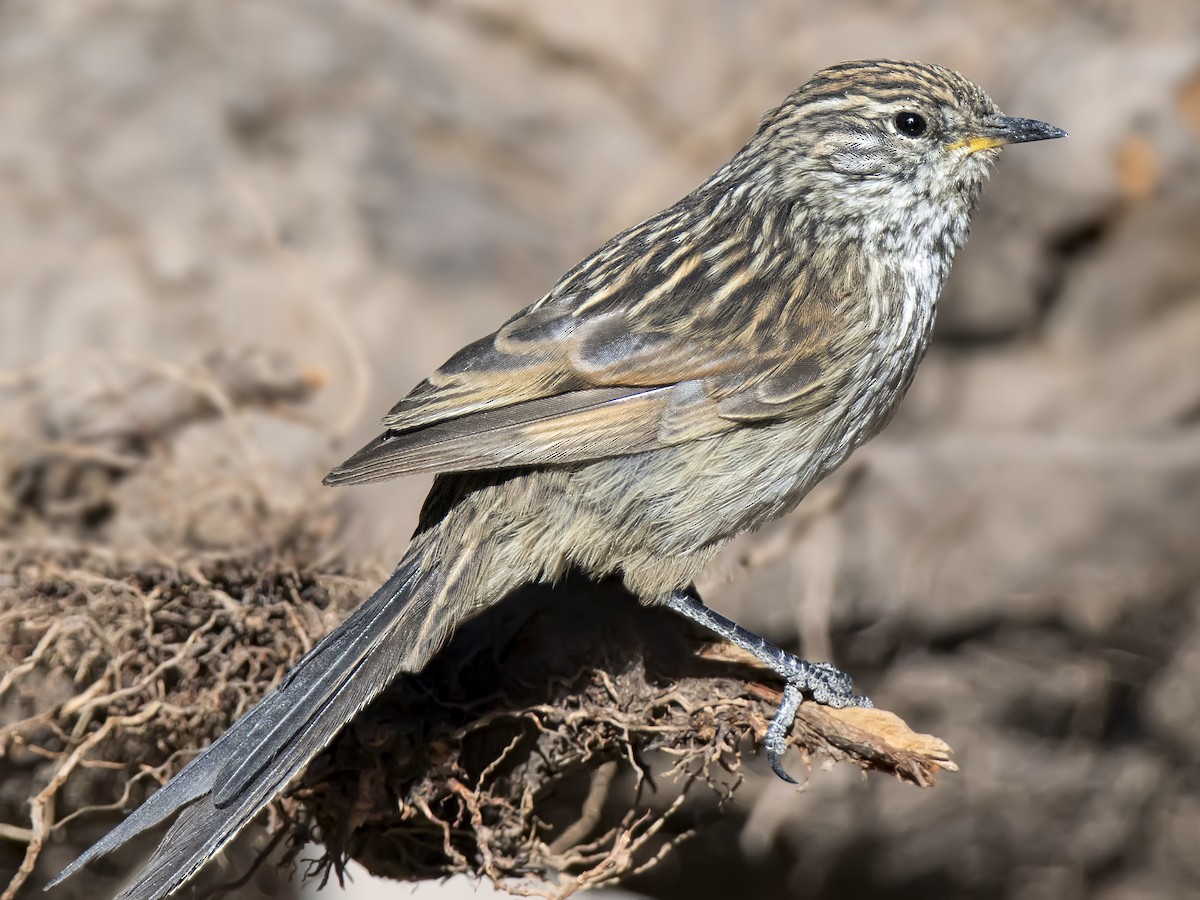 Streaked Tit-Spinetail - Leptasthenura striata - Birds of the World