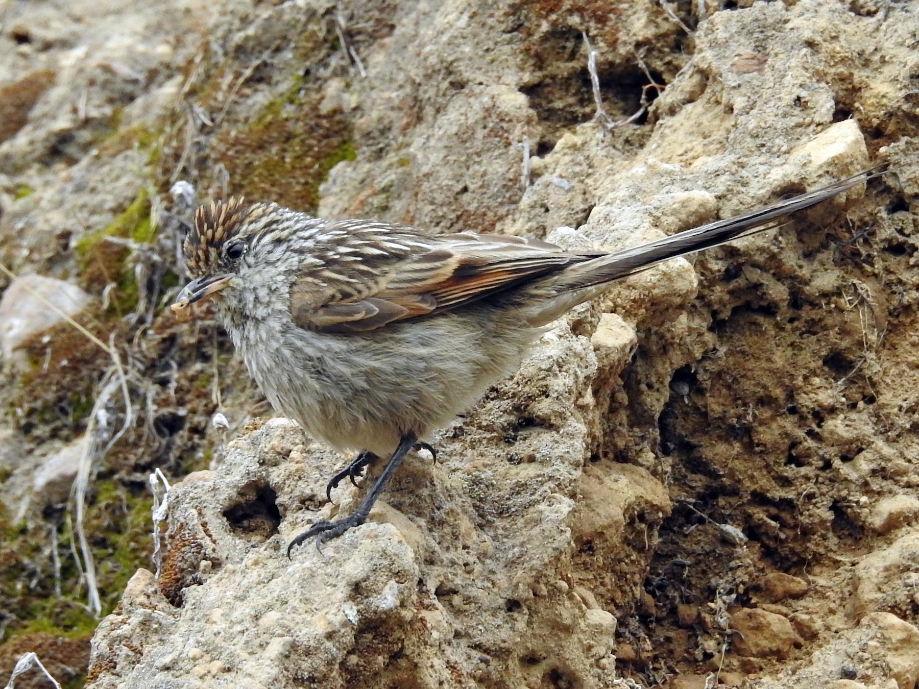Streaked Tit-Spinetail - eBird